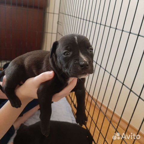 Питбуль щенки