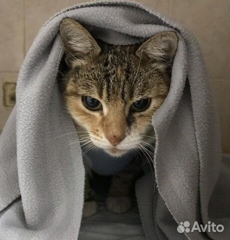 Хорошая кошка Стеша