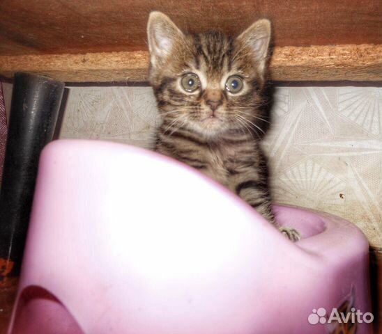 Котёнок