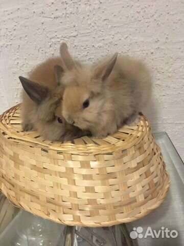 Ангорские крольчата