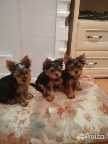 Йоркширский терьер