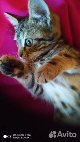 Тигровая-малышка