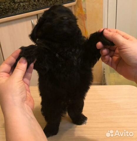 Пудель карликовый