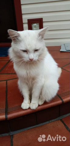 Котик-альбинос в добрые руки
