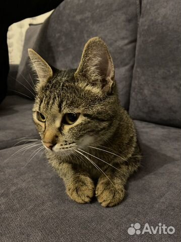 Кошка