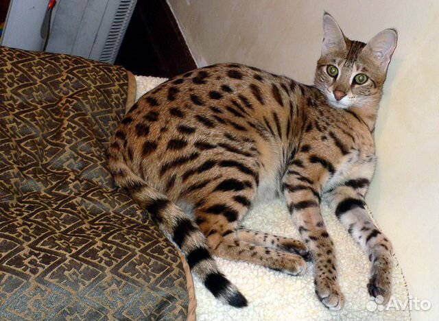 Кот породы саванна