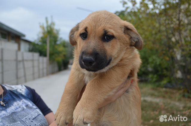 Щенок в добрые руки