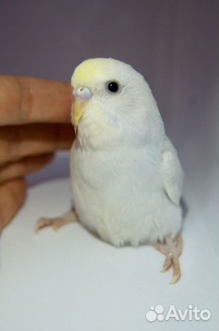 Волнистый попугай 3/4 чех, птенец, самочка