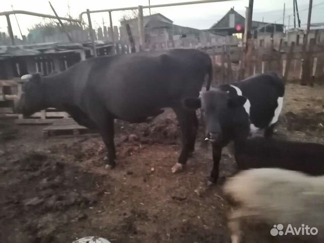 Баран, овцы, корова с теленком