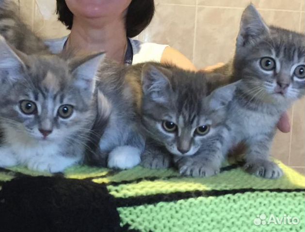 Три серых котёнка ищут хозяев. В хорошие руки