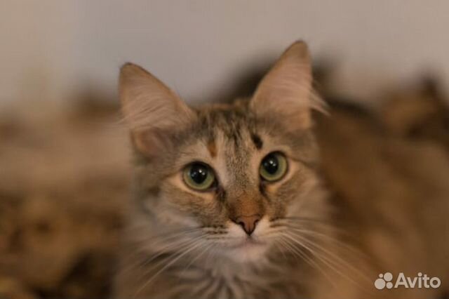 Очаровательная Коша ищет дом