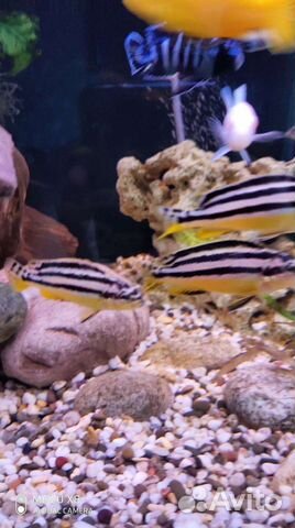 Малавийские цихлиды,Ауратус