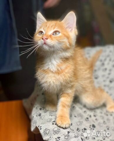 Котёнок Кексик в добрые руки