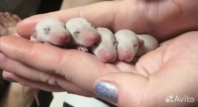 Крысята сиамский бадл рекс