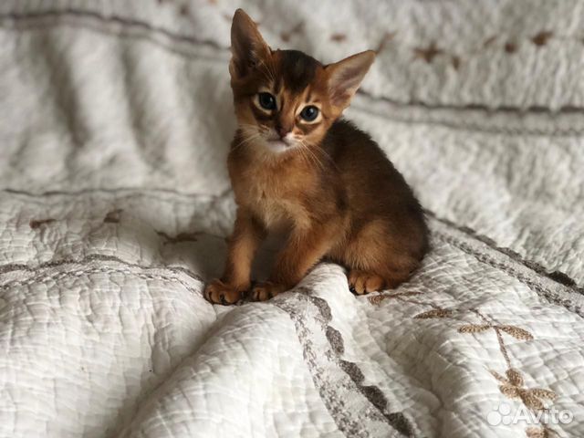 Милые абиссинские котята