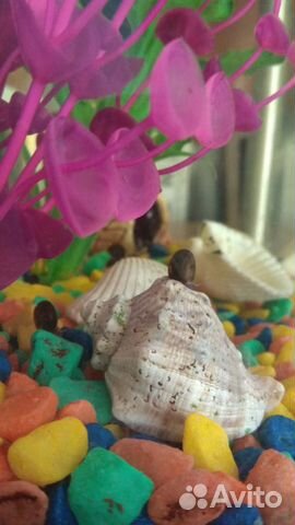 Улитки аквариумные