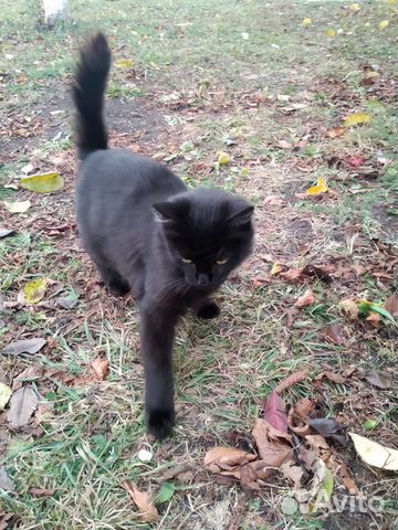 Черный котик