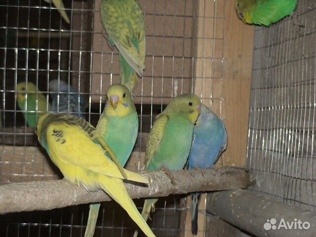 Волнистые попугаи