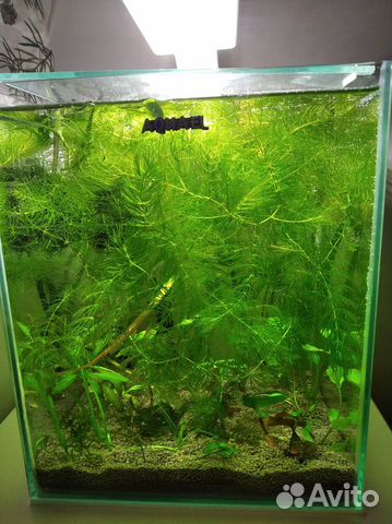 Обменяю роголистник