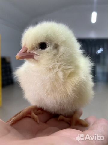 Бройлер чехия кобб-500 в Будённовске