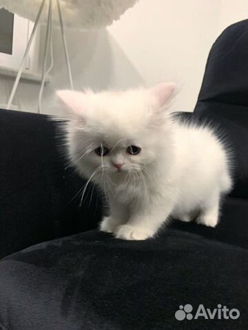 Редкой красоты котики