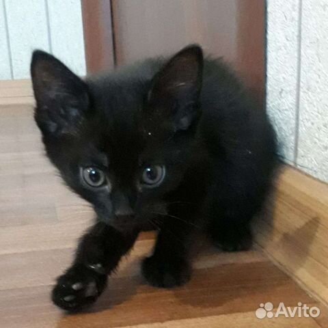 Милый друг)