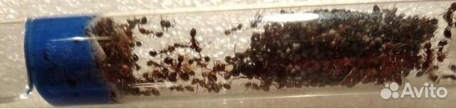 Муравьи для муравьиной фермы для начинающих