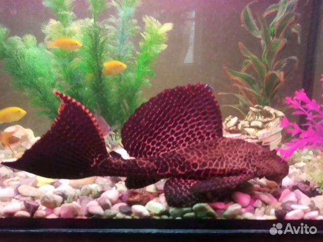 Сом парчевый