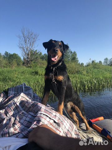 Ягдтерьер вязка мальчик