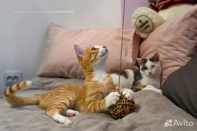 Две супер ласковые ручные девчушки 5 мес ищут дом