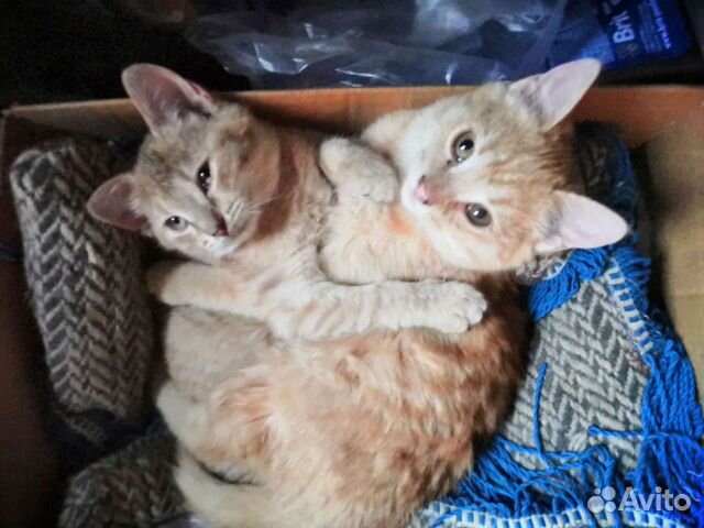 Солнечные котята