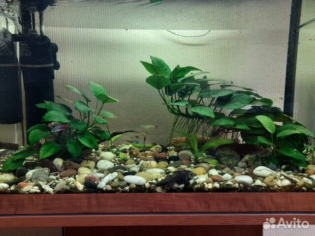 Аквариум, тумба, рыбки, растения