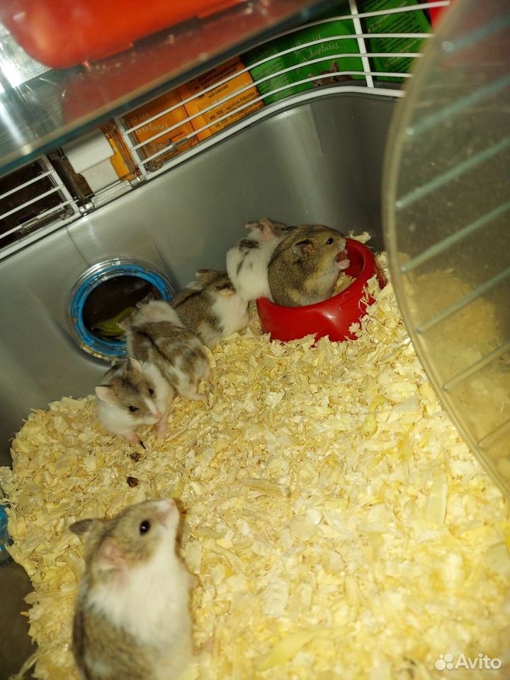 Сунгурский хомяк