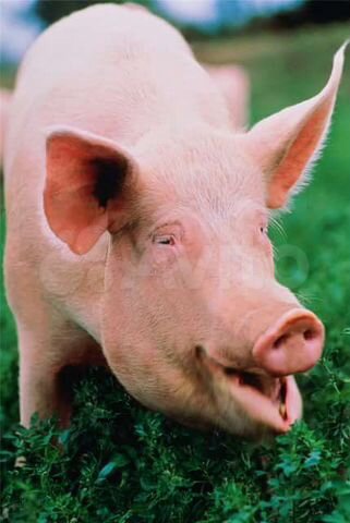 Продам хряка