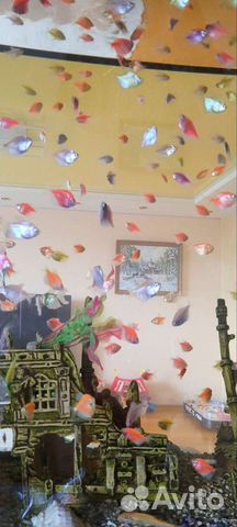 Тернеции glofish 50штук