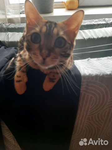Бенгальская кошечка