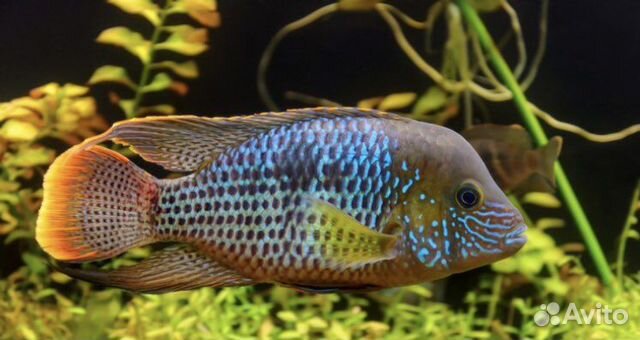 Бирюзовая Акара