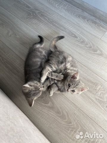 Котята шотладские