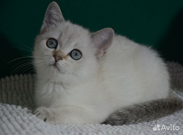 Британская девочка