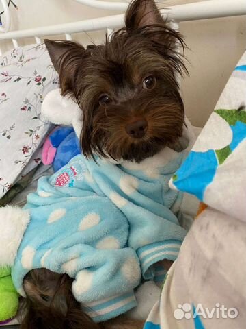 Йоркширский терьер