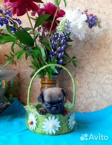 Брабик миниатюрный мальчик