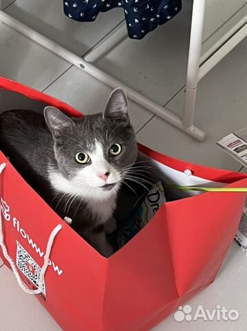 Отдам кота в добрые руки