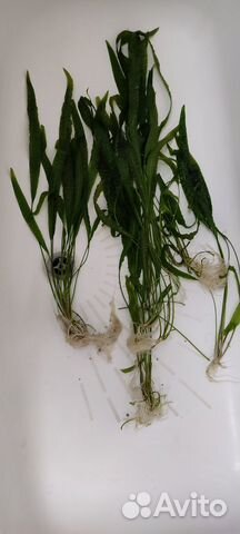 Прополка Криптокарина