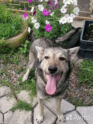 Собачка для охраны