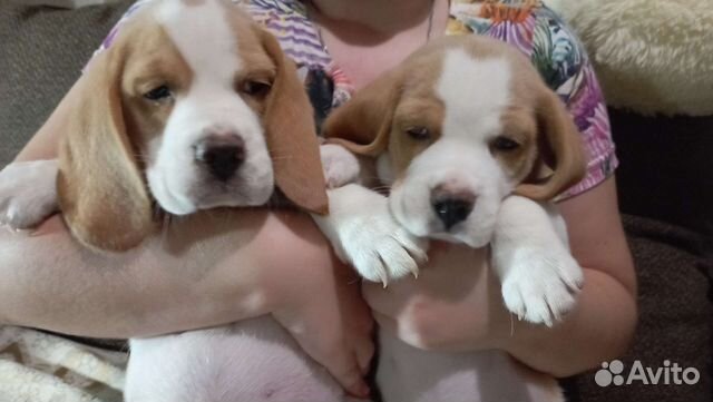 Бигли двухцветные РКФ