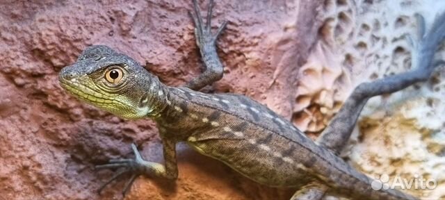 Василиск шлемоносный 15см