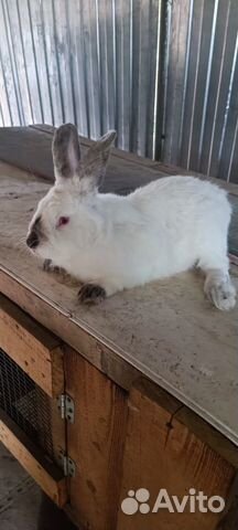 Калифорнийские кролики