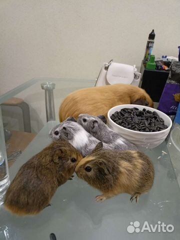 Морская свинка