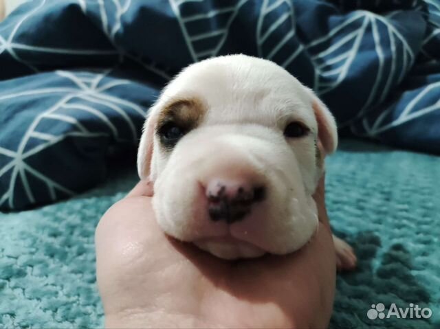 Самая классная девочка аст