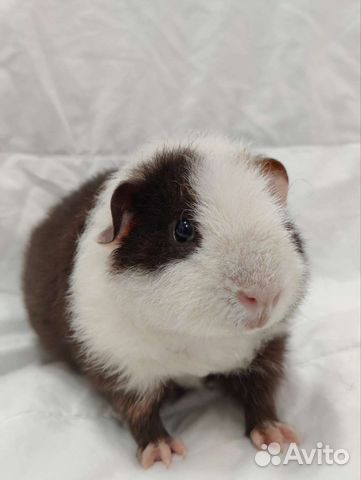 Морская Свинка Американский Тедди, мальчик